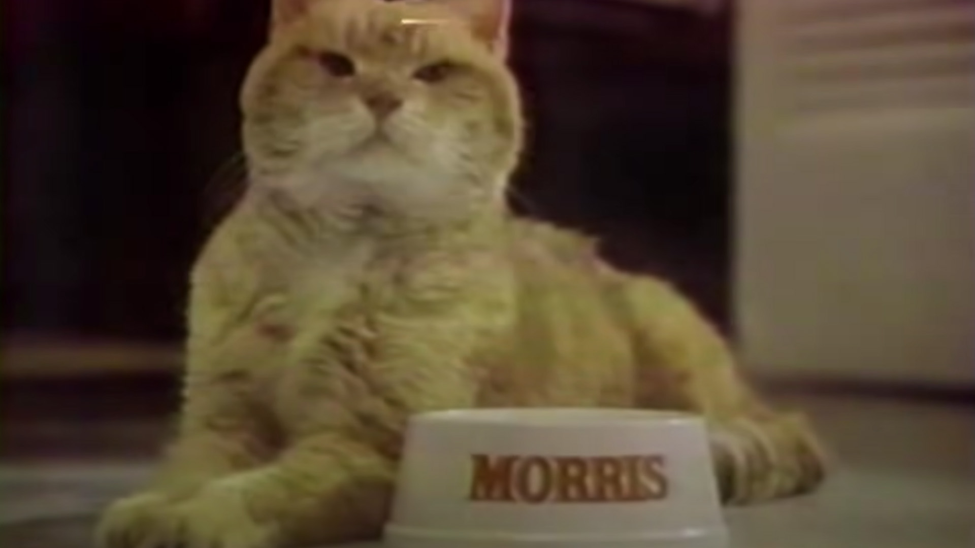 AdWatch: 9-LIVES | Morris
